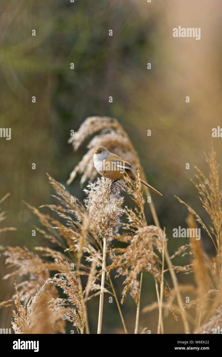 Bearded tit Panurus biarmicus female in reed bed setting in winter ...