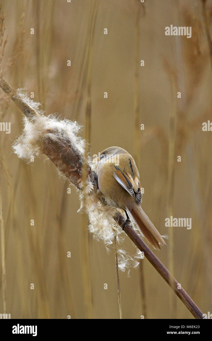 Bearded tit Panurus biarmicus female in reed bed setting in winter ...