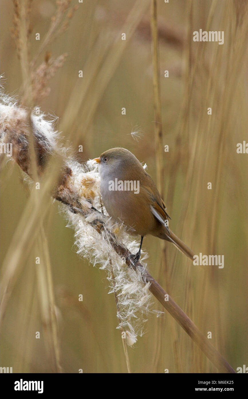 Bearded tit Panurus biarmicus female in reed bed setting in winter ...