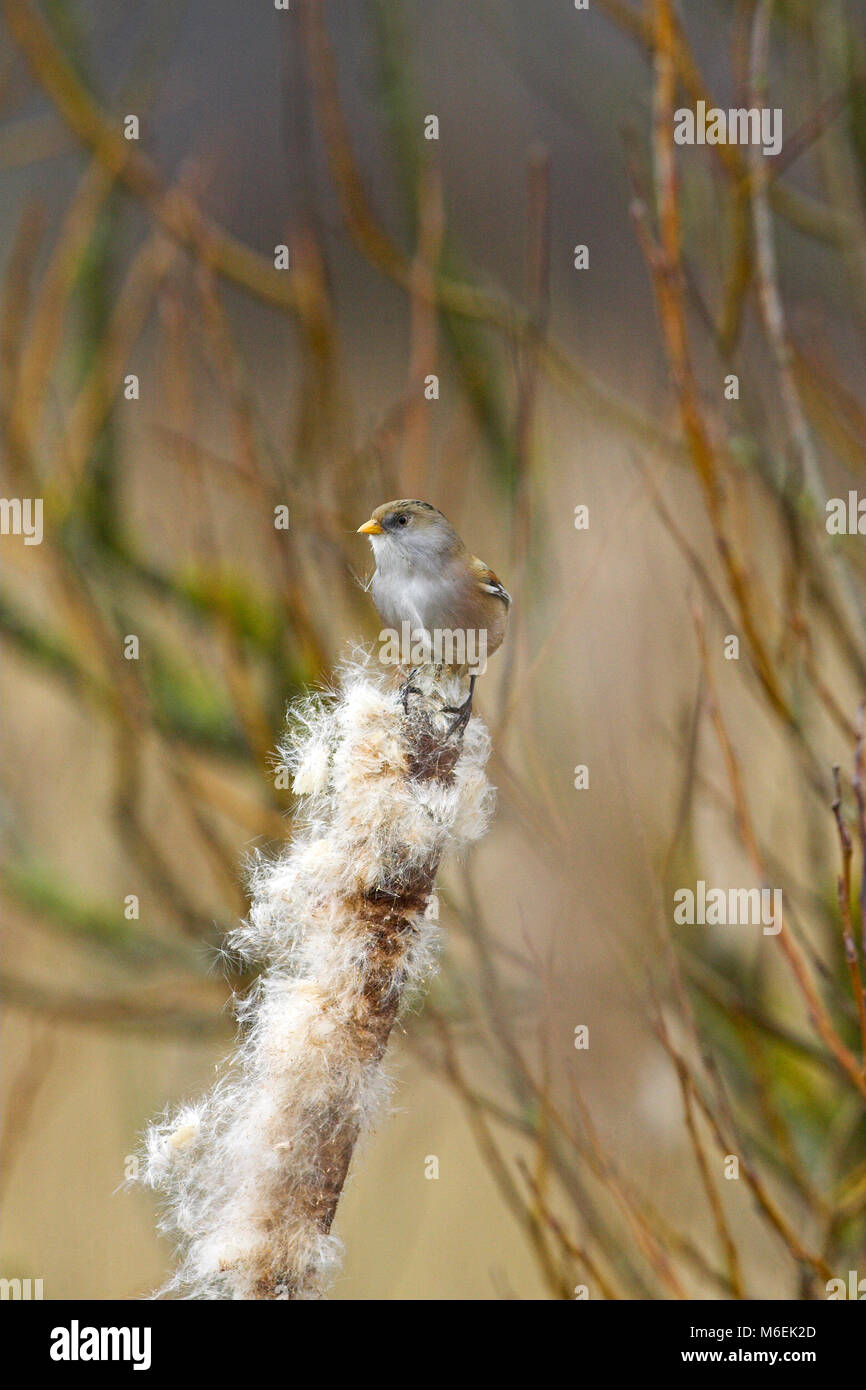 Bearded tit Panurus biarmicus female in reed bed setting in winter ...