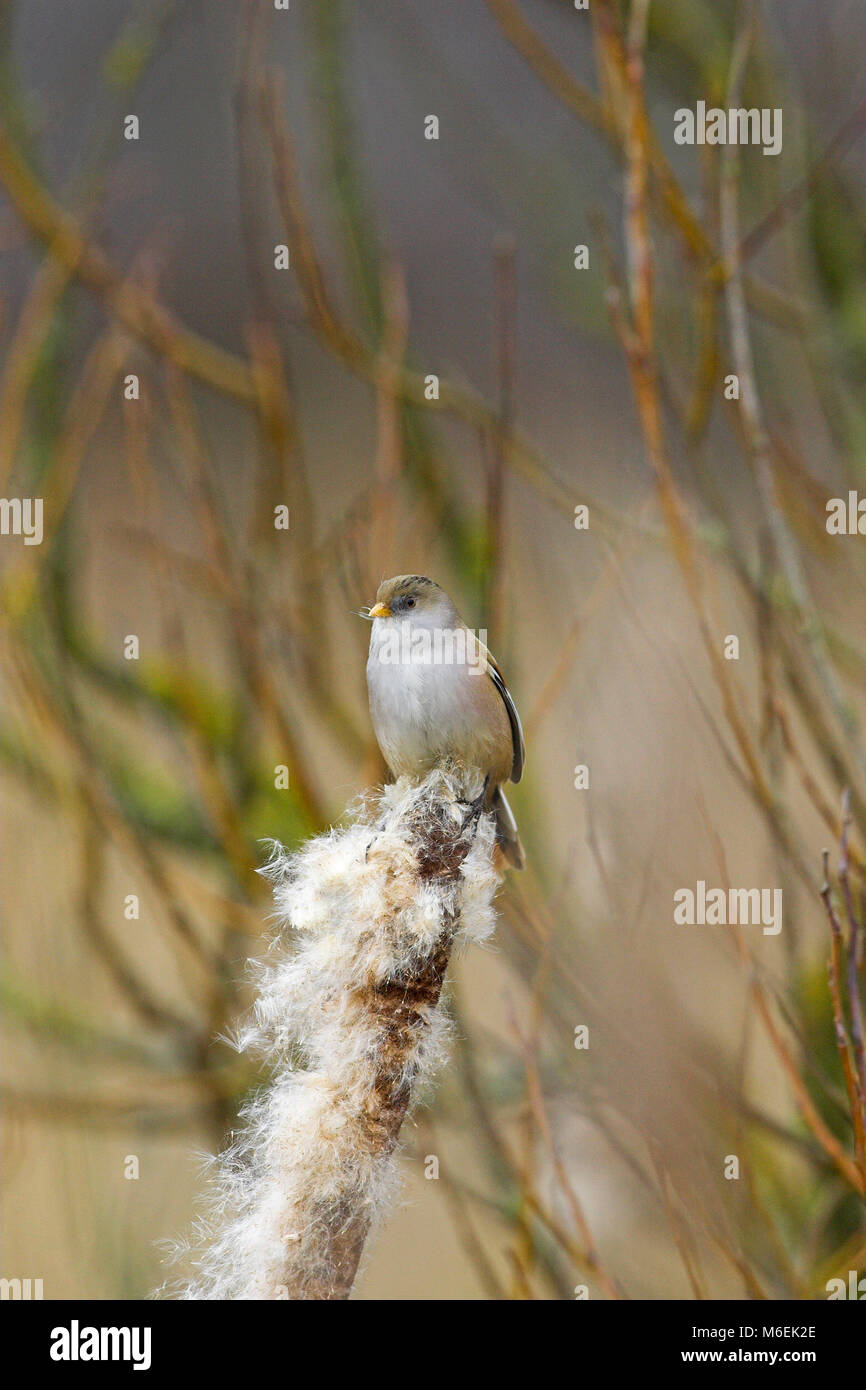 Bearded tit Panurus biarmicus female in reed bed setting in winter ...