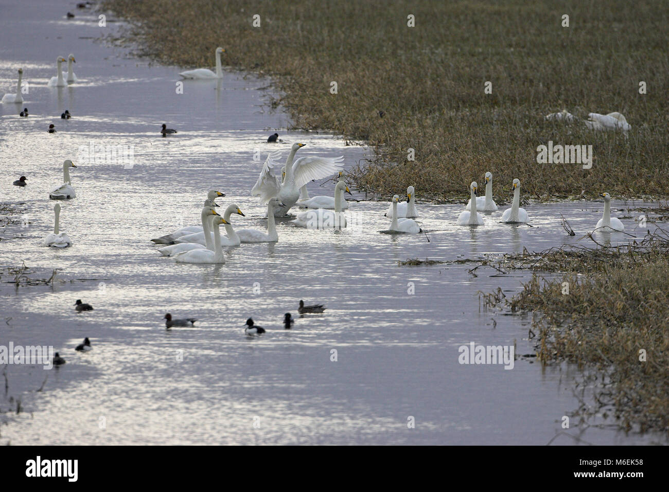 Ouse washes cambridgeshire hi-res stock photography and images - Alamy