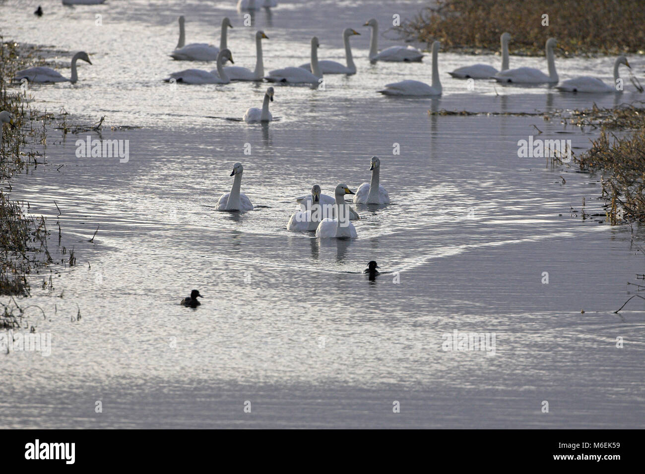 Whooper swan Cygnus cygnus Ouse Washes RSPB ReserveWelches Dam ...