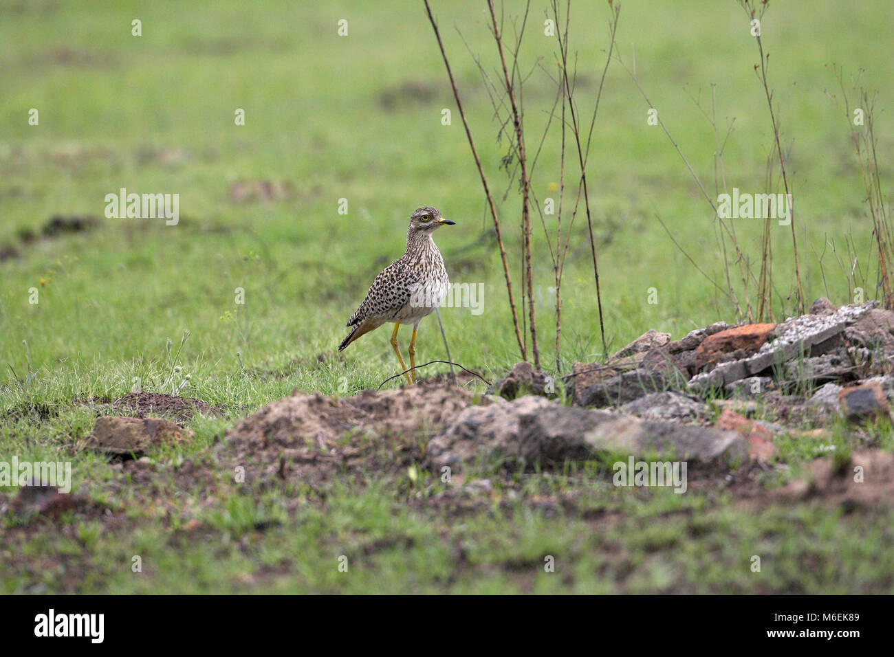 Spotted thick-knee Burhinus capensis in Wakkestroom South Africa Stock ...