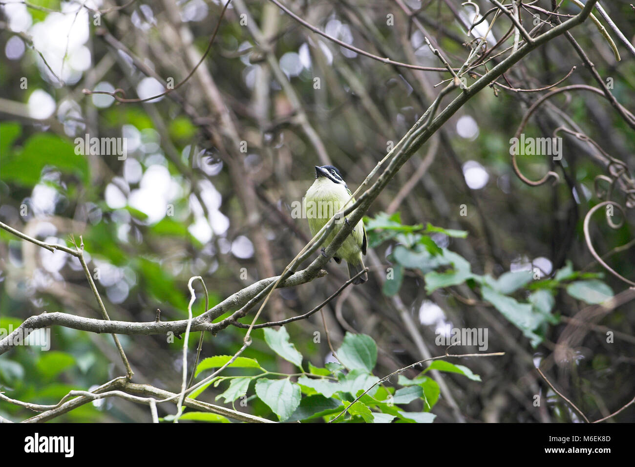 Golden rumped tinker barbet hi-res stock photography and images - Alamy