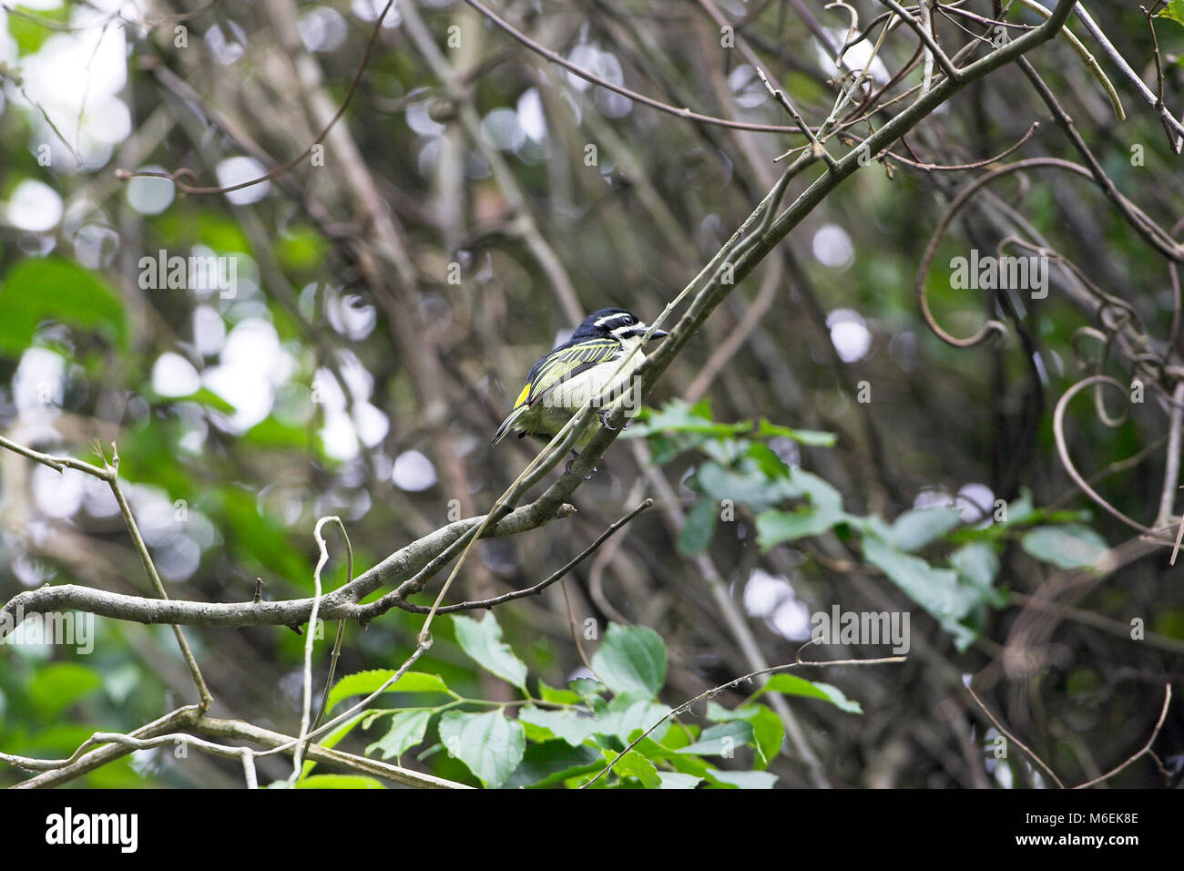 Golden rumped tinker barbet hi-res stock photography and images - Alamy