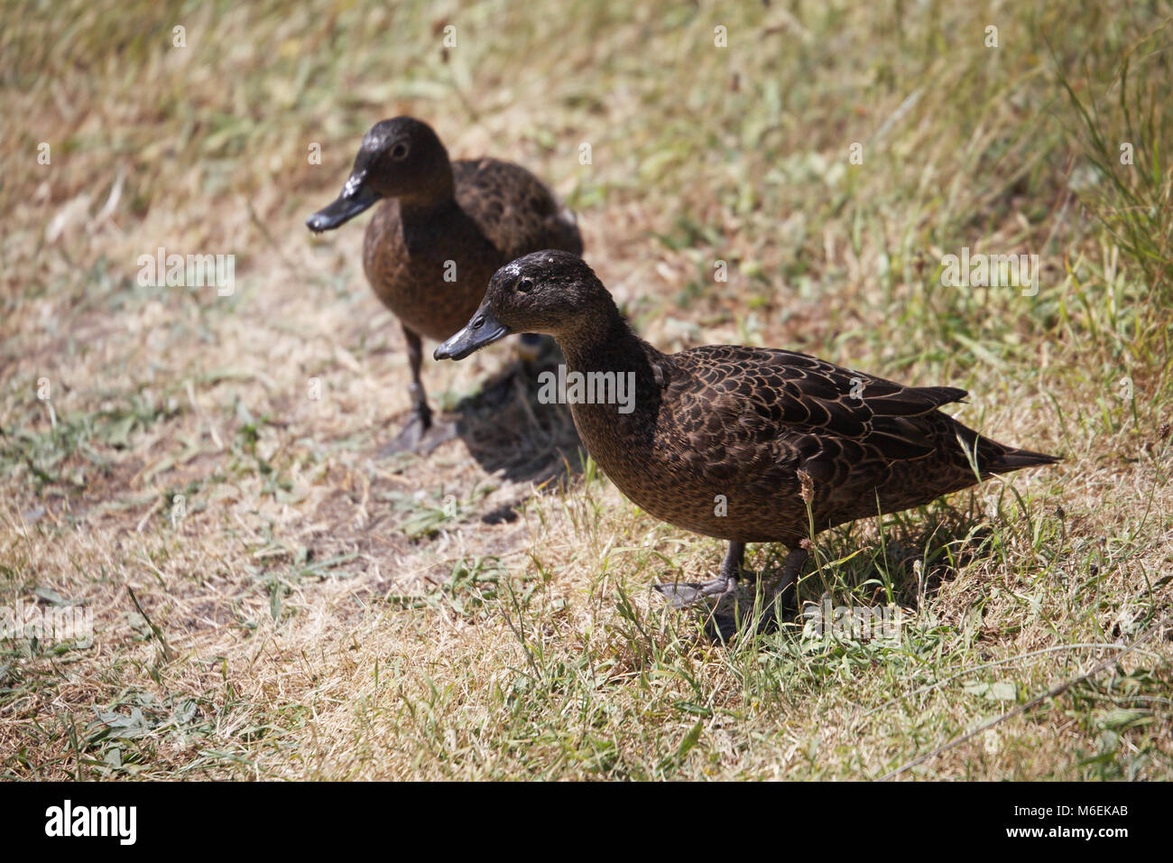 Brown teal Anas chlorotis pair Tiri Tiri Matangi Island Nature Reserve ...