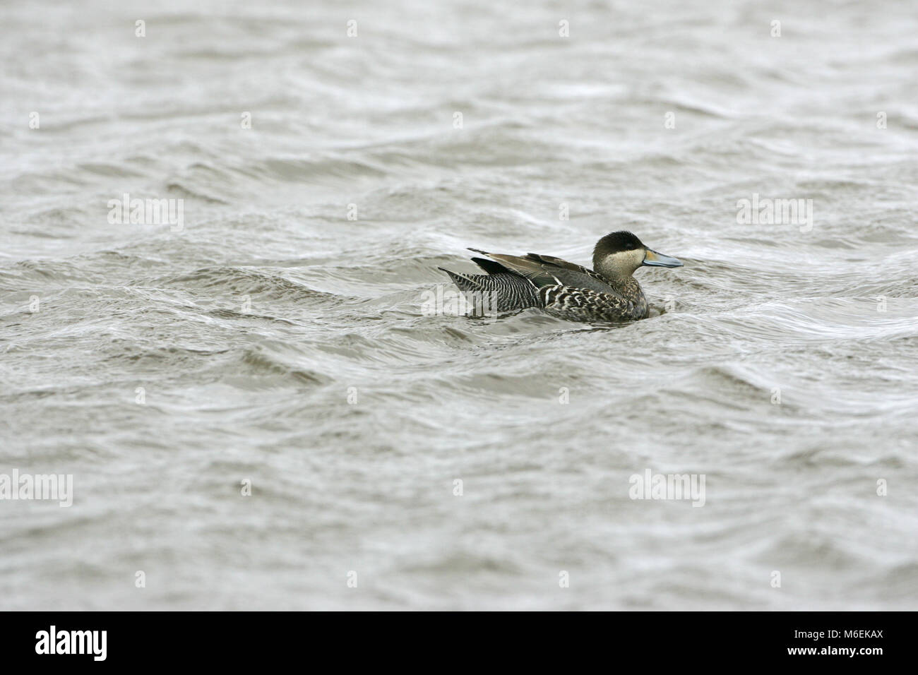 Silver teal hi-res stock photography and images - Alamy