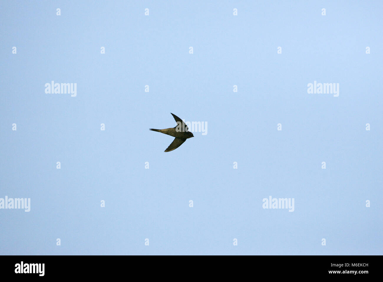 Common swift Apus apus in flight Stock Photo - Alamy