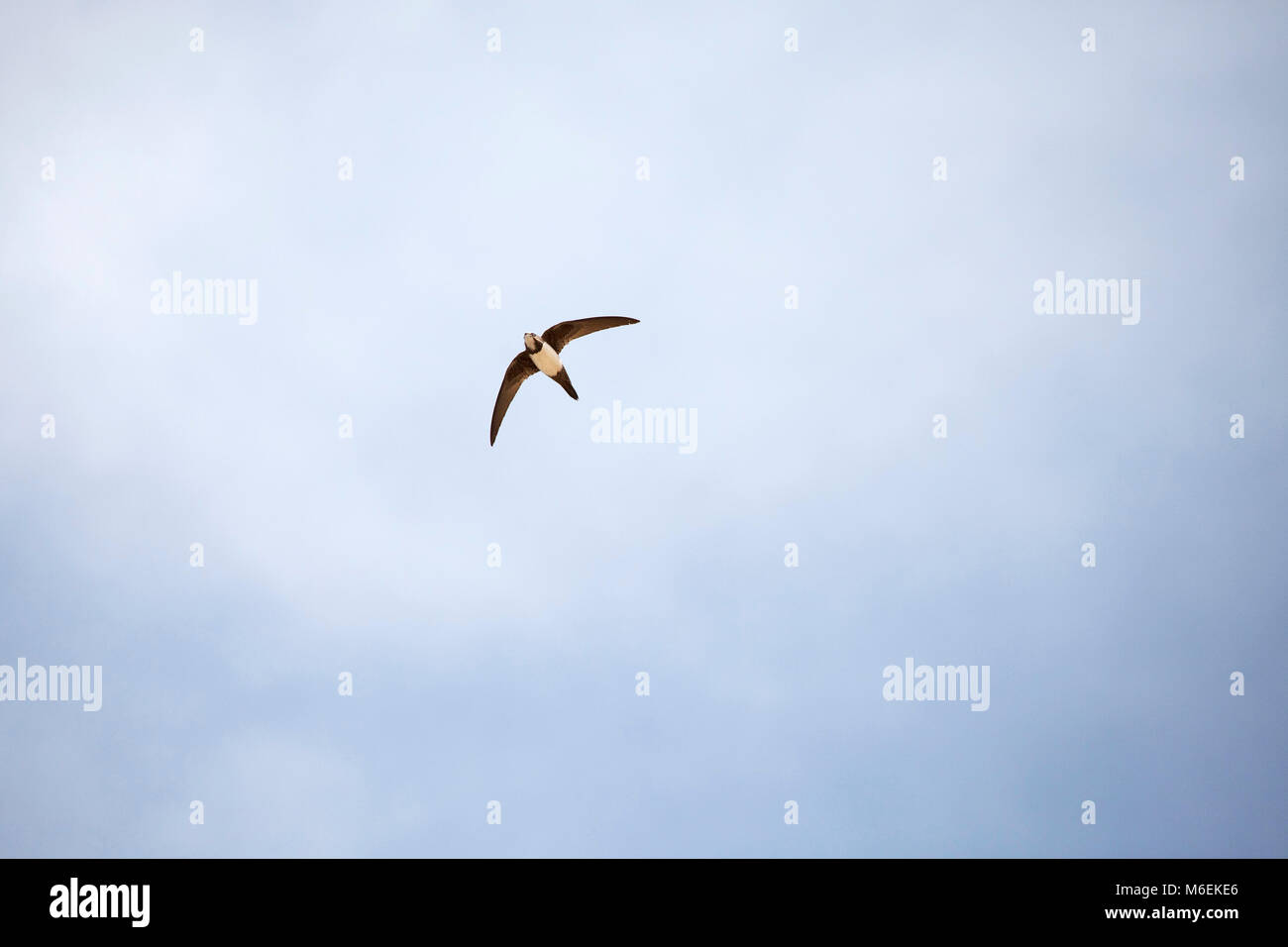 Alpine swift Apus melba in flight Cabo Sardao Portugal Stock Photo - Alamy