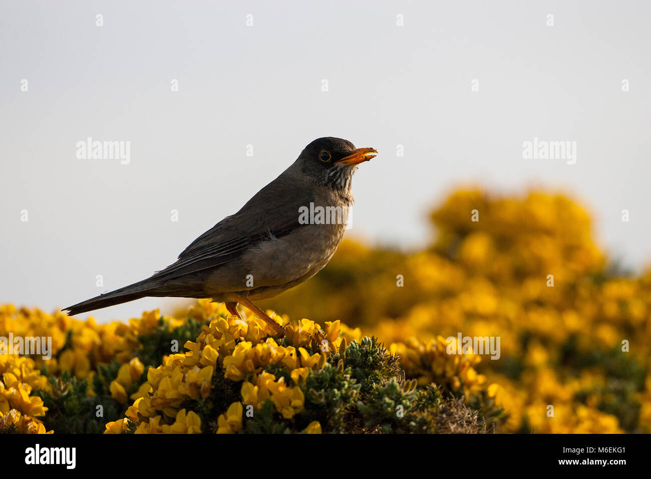 Austral thrush Turdus falcklandii falcklandii singing Saunders Island ...