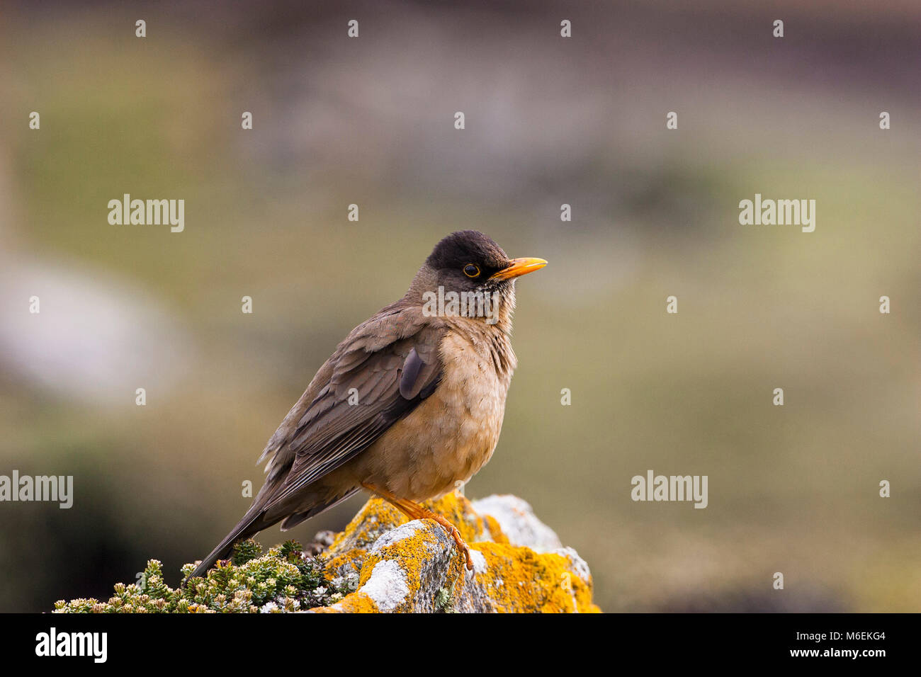 Austral thrush Turdus falcklandii falcklandii Saunders Island Falkland ...