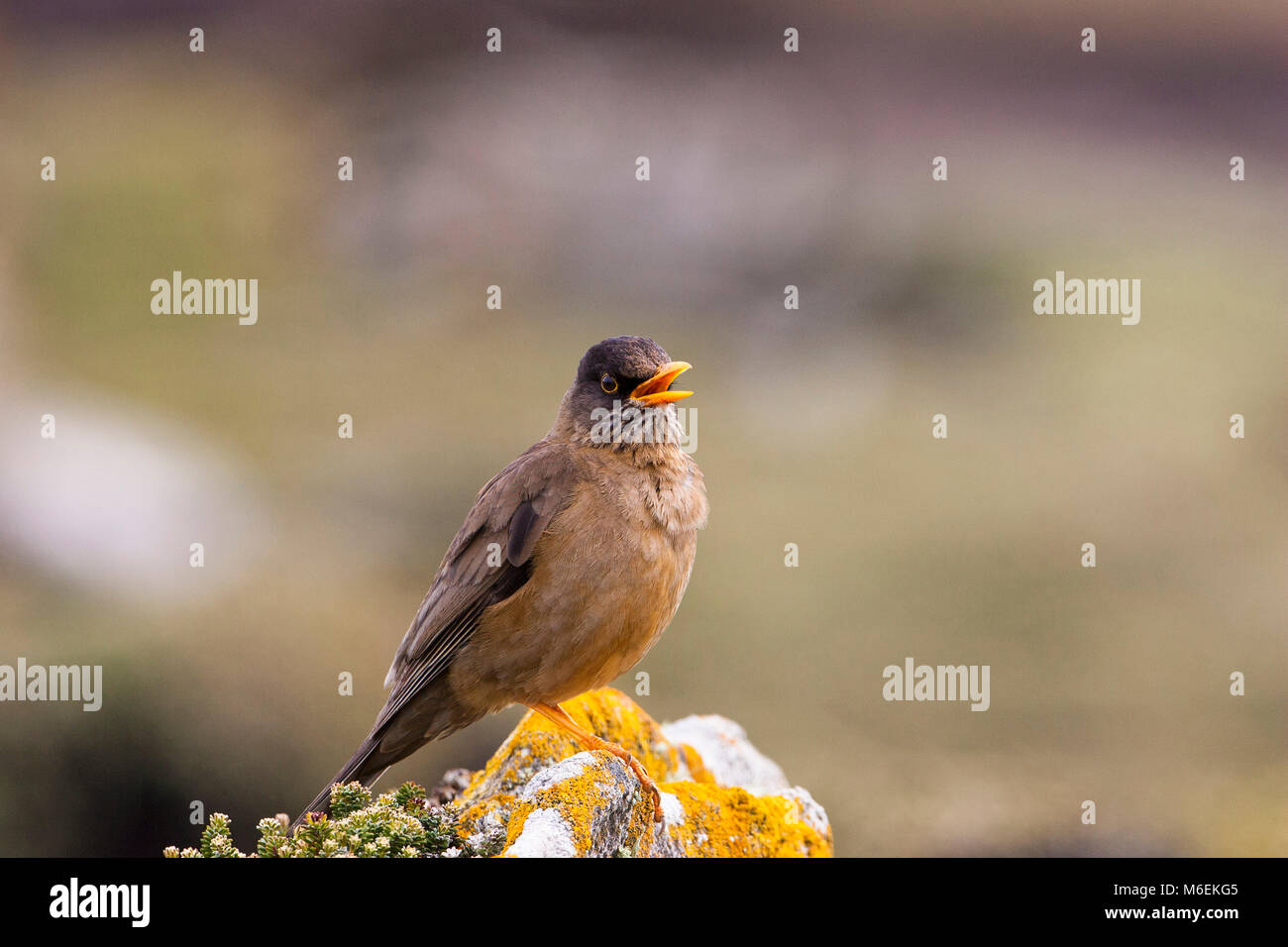 Austral thrush Turdus falcklandii falcklandii singing from lichen ...