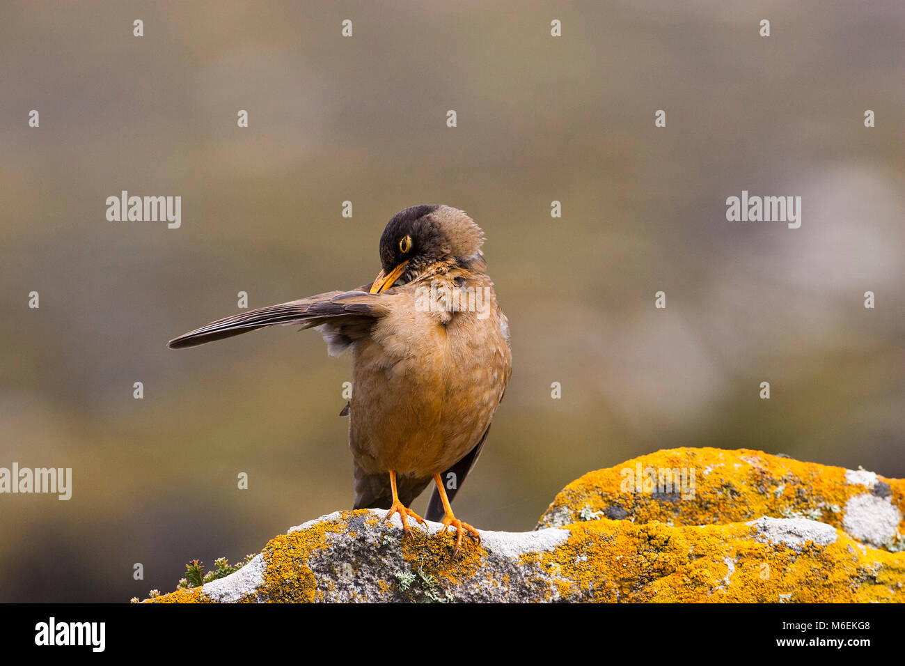 Austral thrush Turdus falcklandii falcklandii preening Saunders Island ...