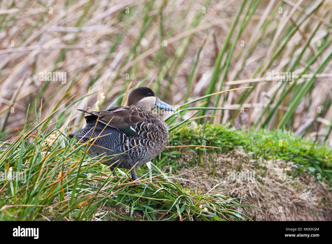 Silver teal hi-res stock photography and images - Alamy