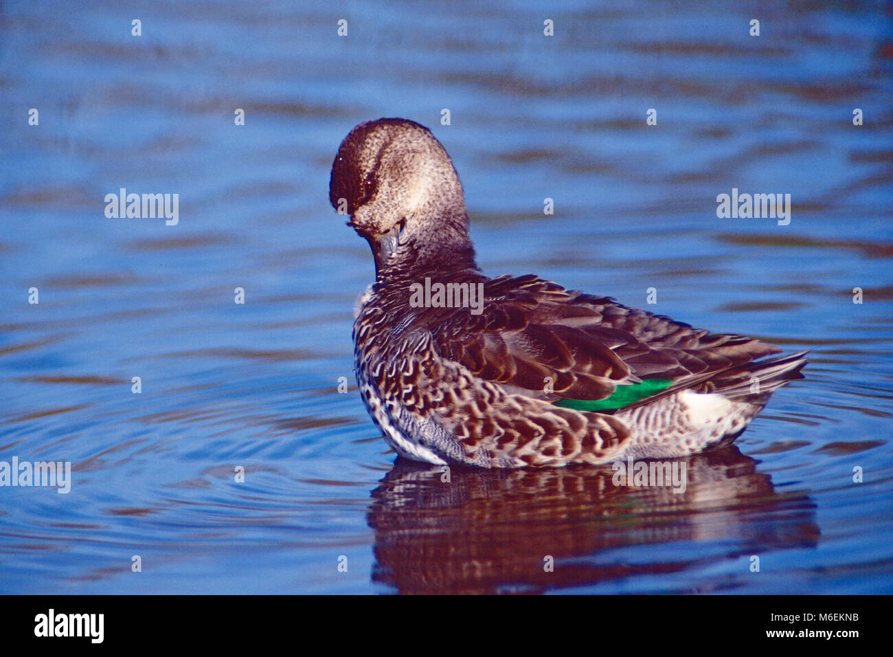 Common teal Anas crecca male in eclipse plumage preening River Avon ...