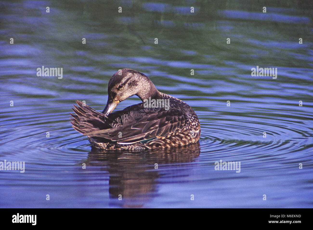 Common teal Anas crecca male in eclipse plumage preening River Avon ...