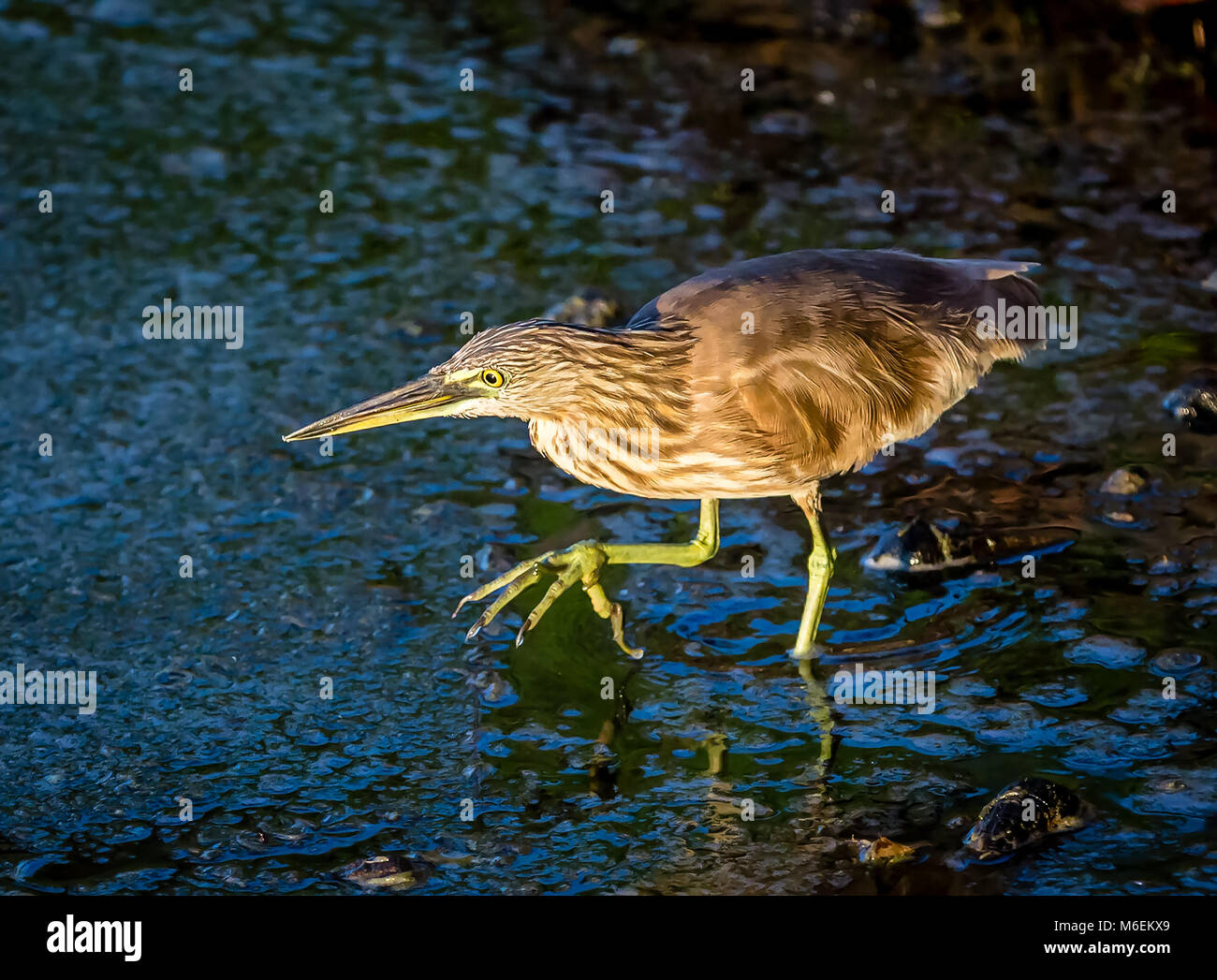 Yellow bittern seen in Eedhigali, Maldives Stock Photo - Alamy