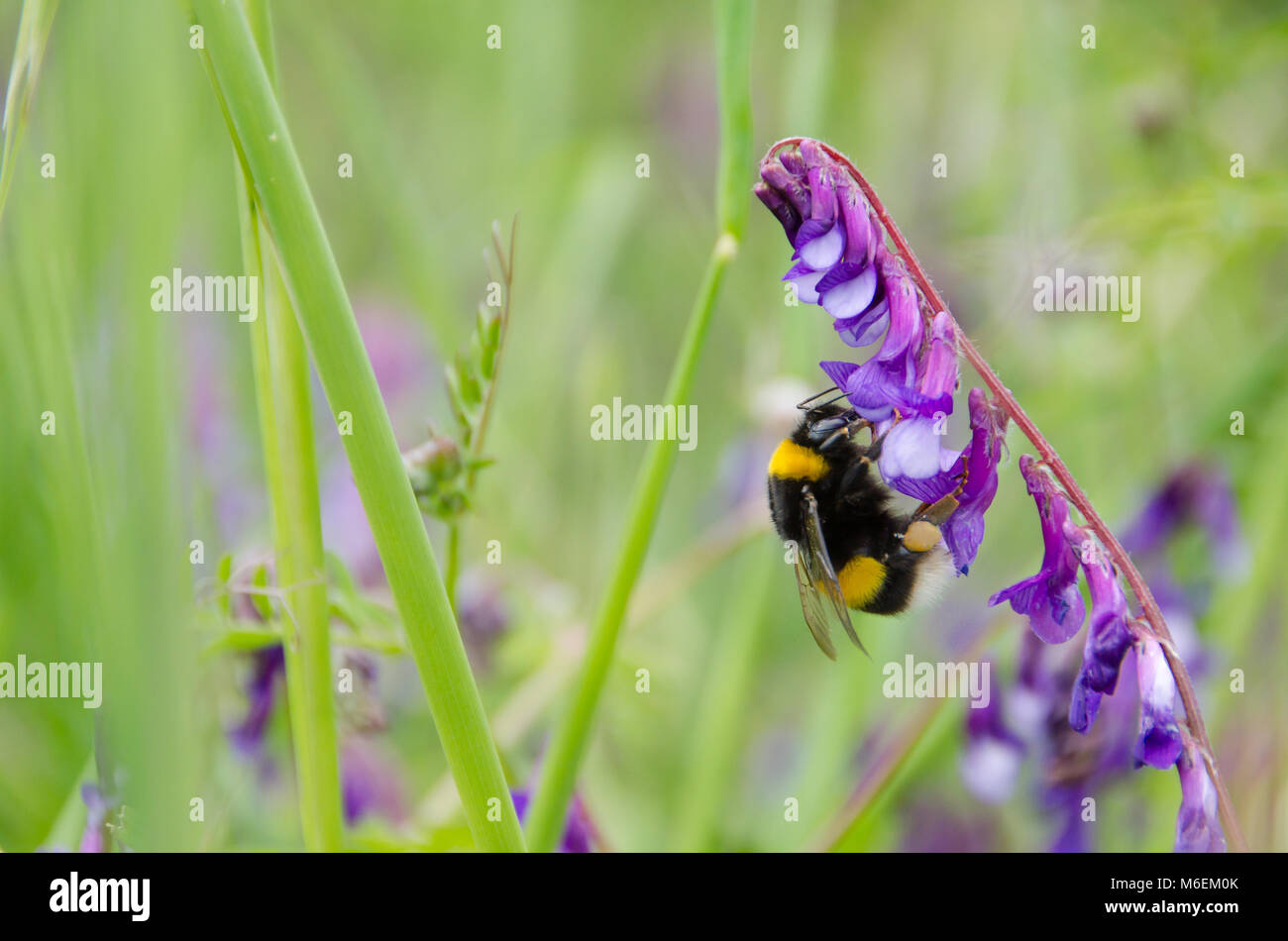 Big bumble bee on purple flower Stock Photo - Alamy