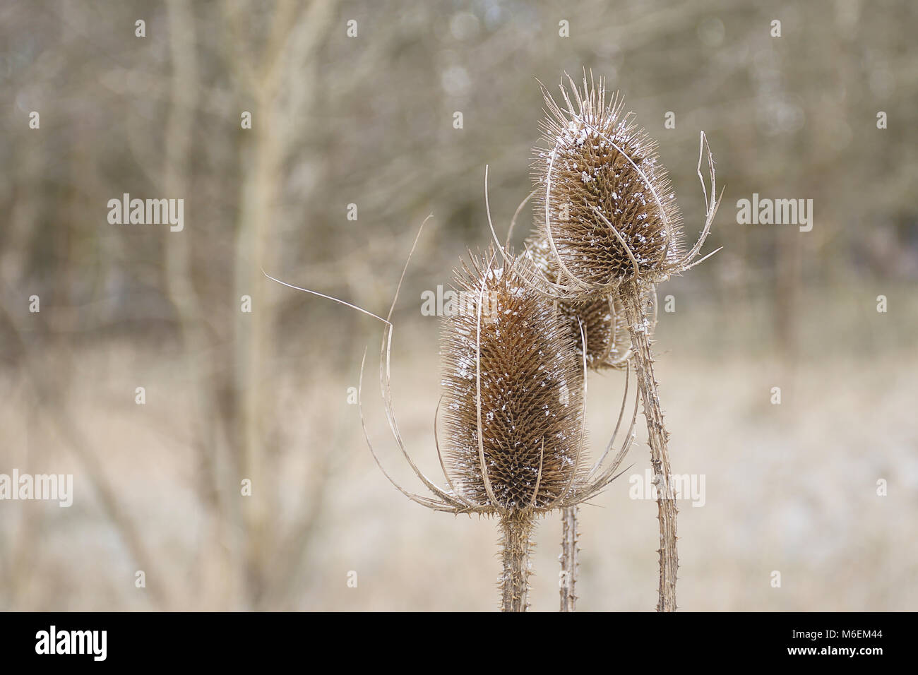 Dry thistle plant dusted with snow on winter meadow.British countryside ...