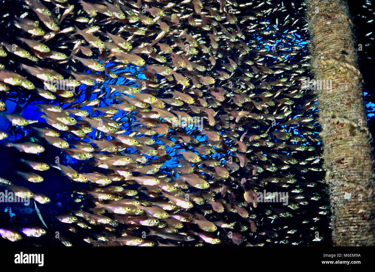 1950s yacht hi-res stock photography and images - Alamy