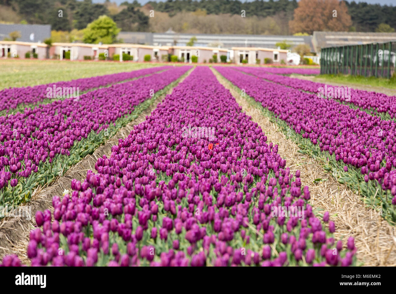 Tulip fields in the Bollenstreek, South Holland, Netherlands Stock ...