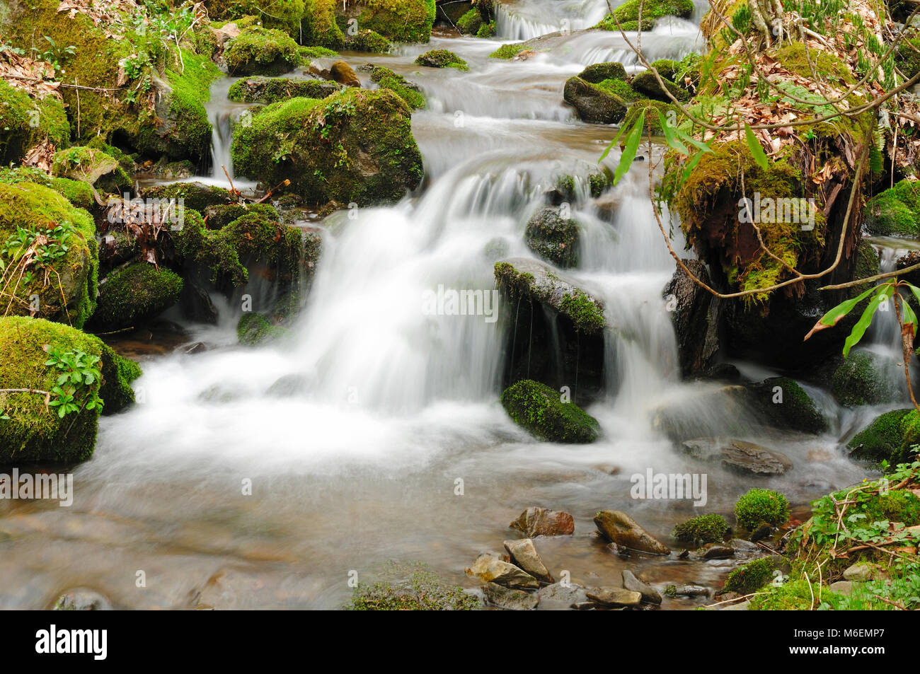 The Tennessee Branch in the early spring in the Great Smoky mountains ...
