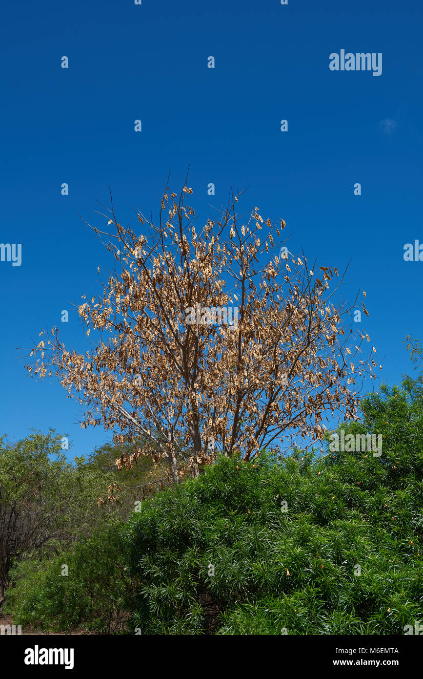 Tamarind Tree Stock Photos & Tamarind Tree Stock Images - Alamy