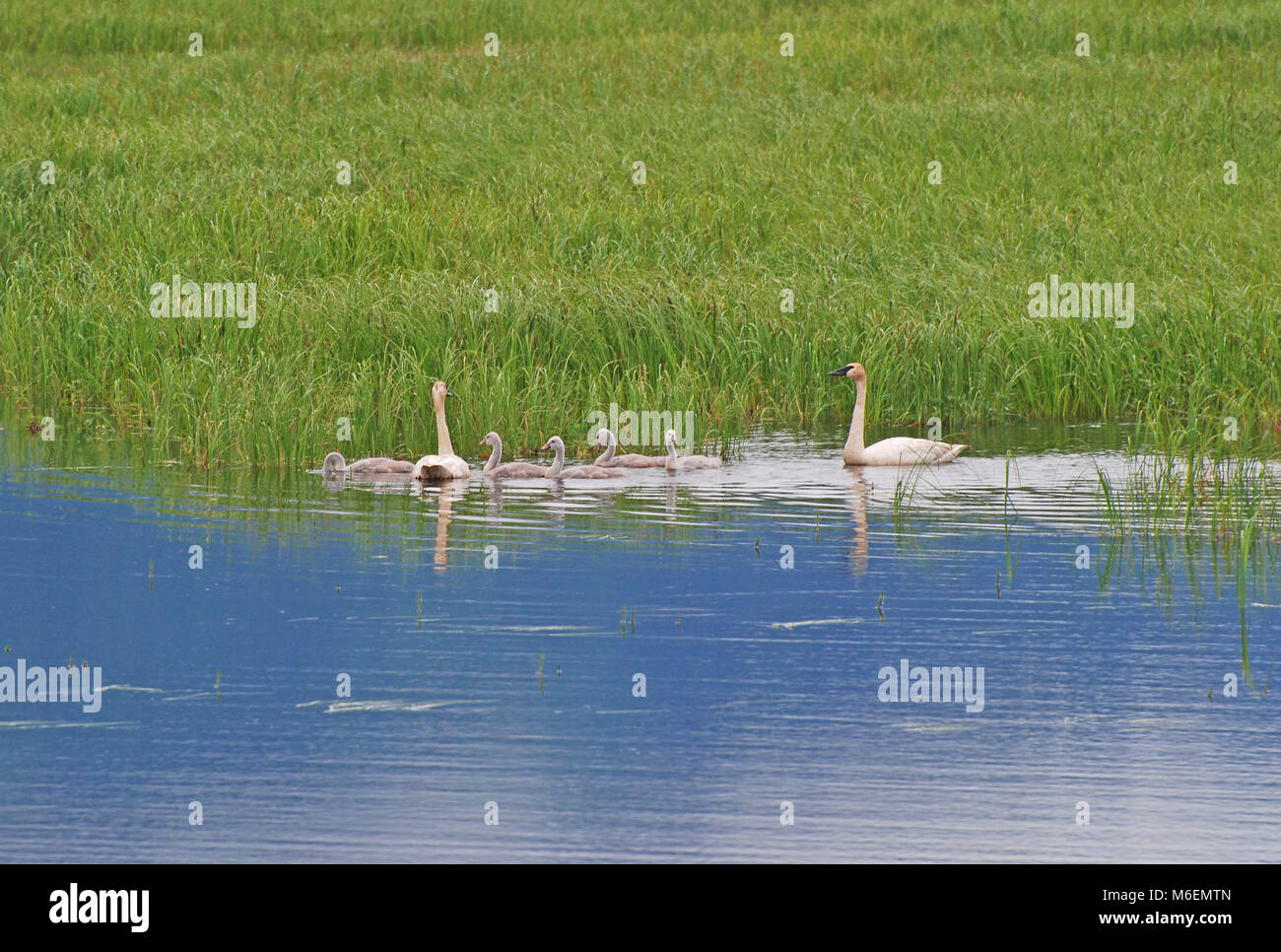 Trumpeter Swans and Babies in a marsh in the Copper River Delta Stock ...