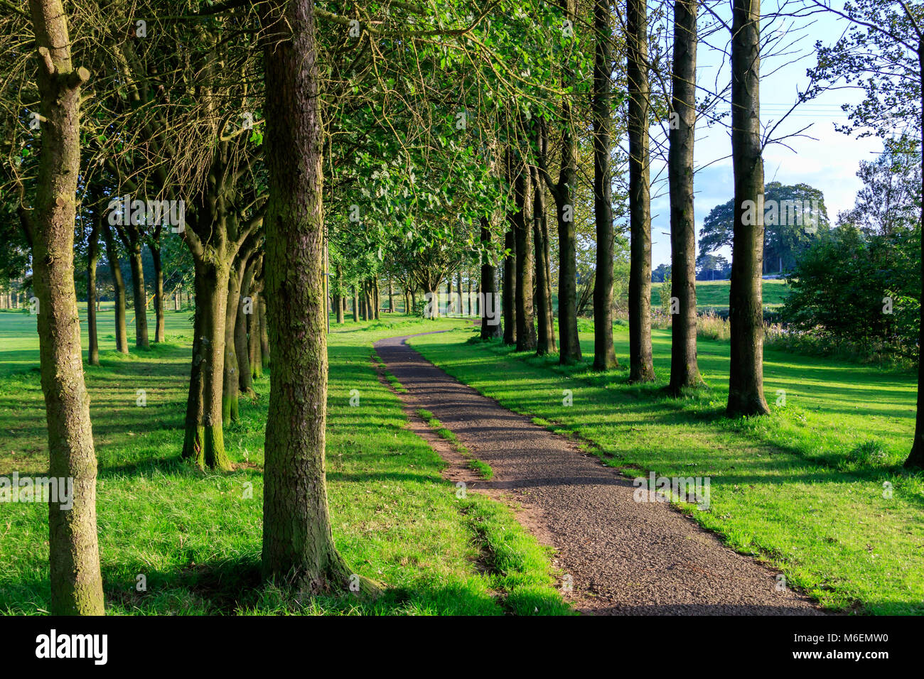 Sunlit Tree lined pathway with shadows Stock Photo - Alamy