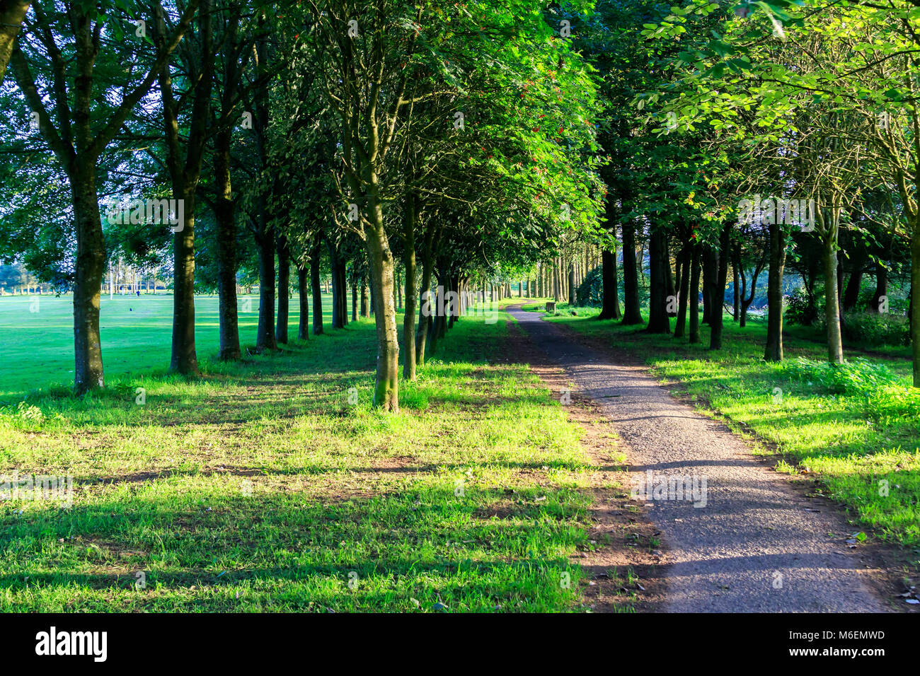 Sunlit Tree lined pathway with shadows Stock Photo - Alamy