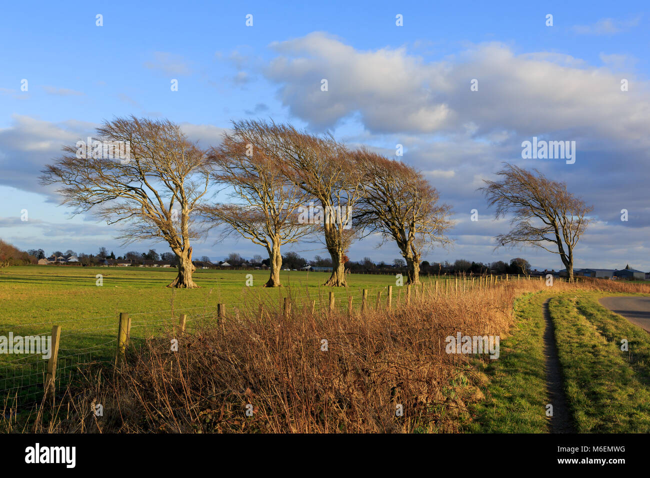 Wind shaped trees hi-res stock photography and images - Alamy