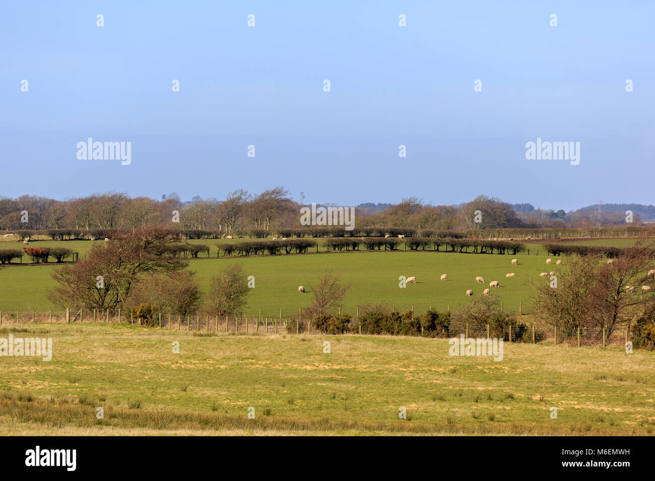 Farmland view sheep grazing hi-res stock photography and images - Alamy