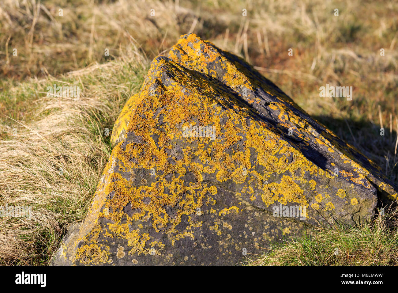 Sunlit Scottish rocks covered with Orange Lichen Stock Photo - Alamy
