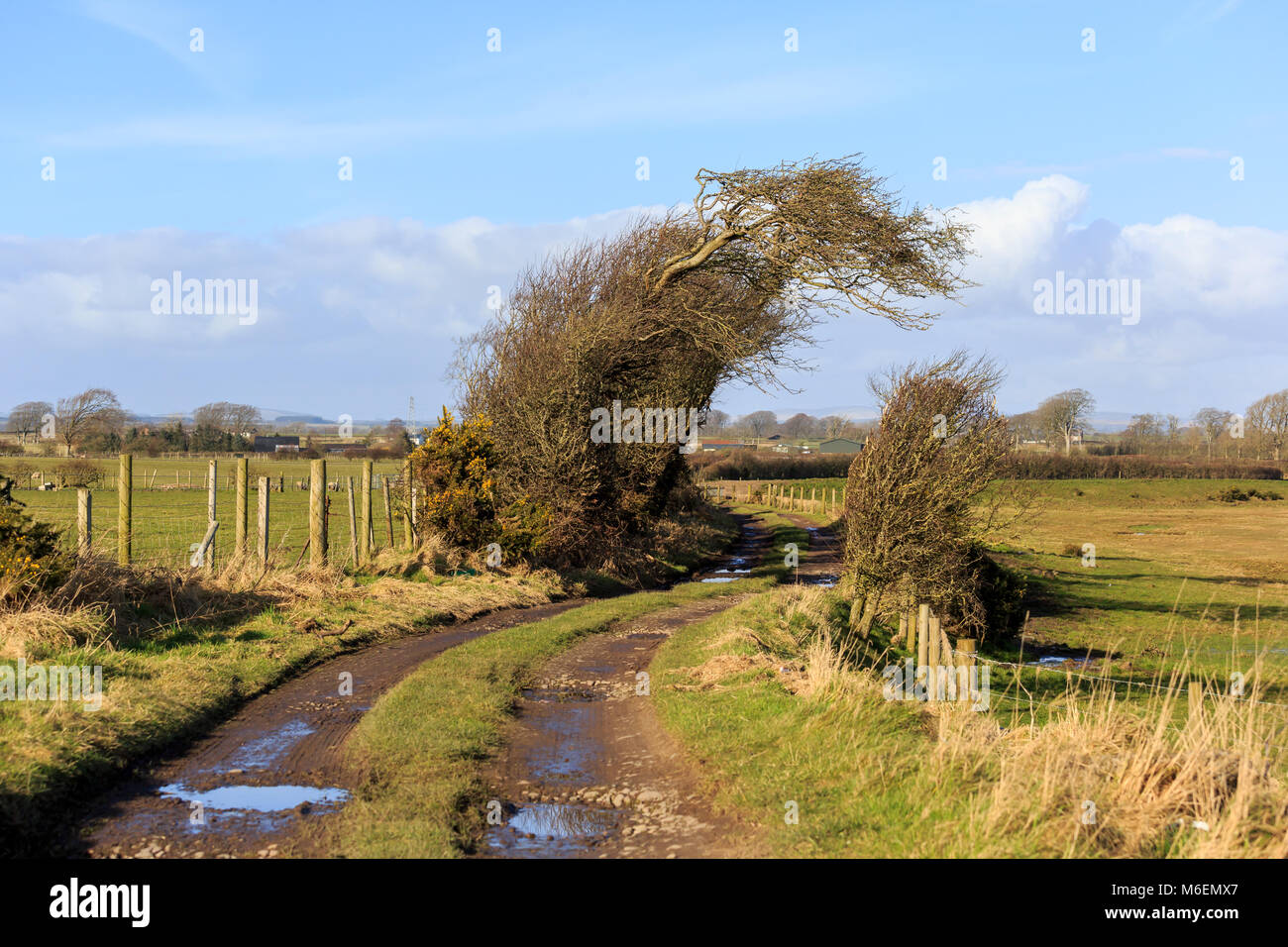 Wind shaped trees hi-res stock photography and images - Alamy