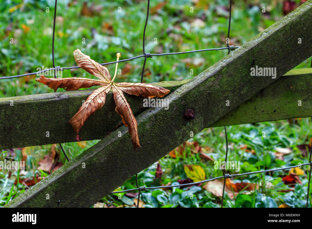 Chestnut horse falling hi-res stock photography and images - Alamy