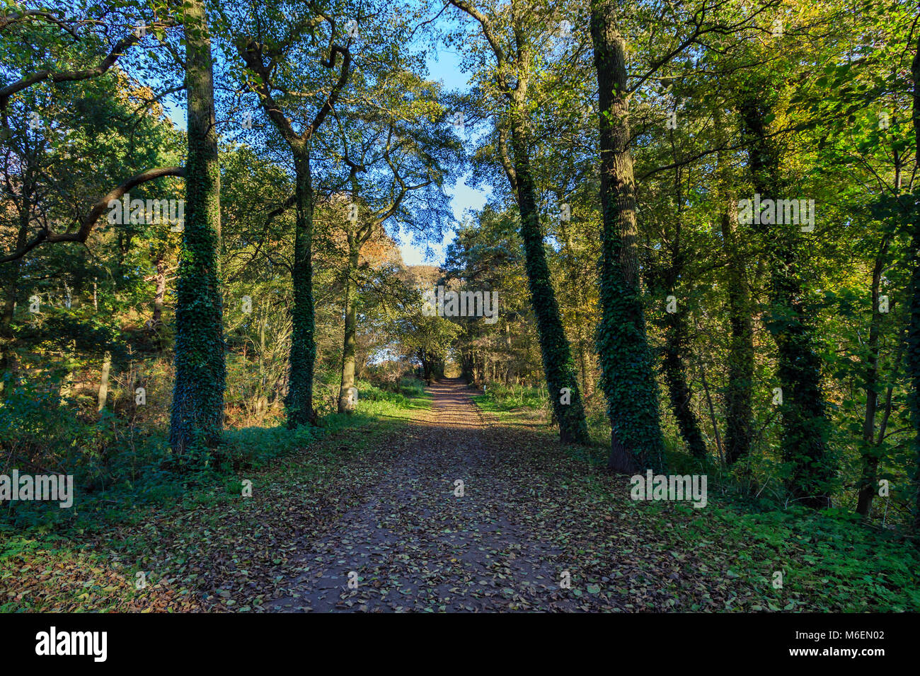 Woodland track hi-res stock photography and images - Alamy