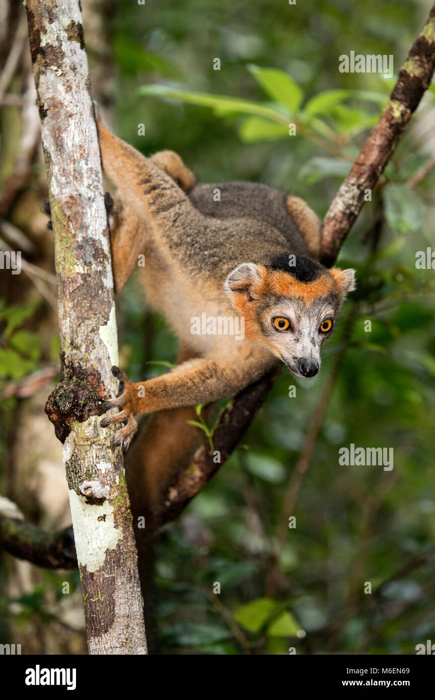 Crowned lemur (Eulemur coronatus), Lemuridae family, Ankanin Ny Nofy ...