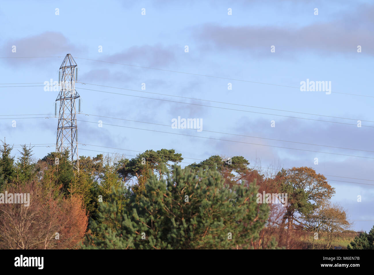 Electricity pylon surrounded by trees Stock Photo - Alamy