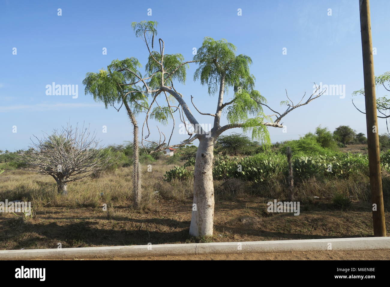 Colorful nature of Madagascar island Stock Photo - Alamy