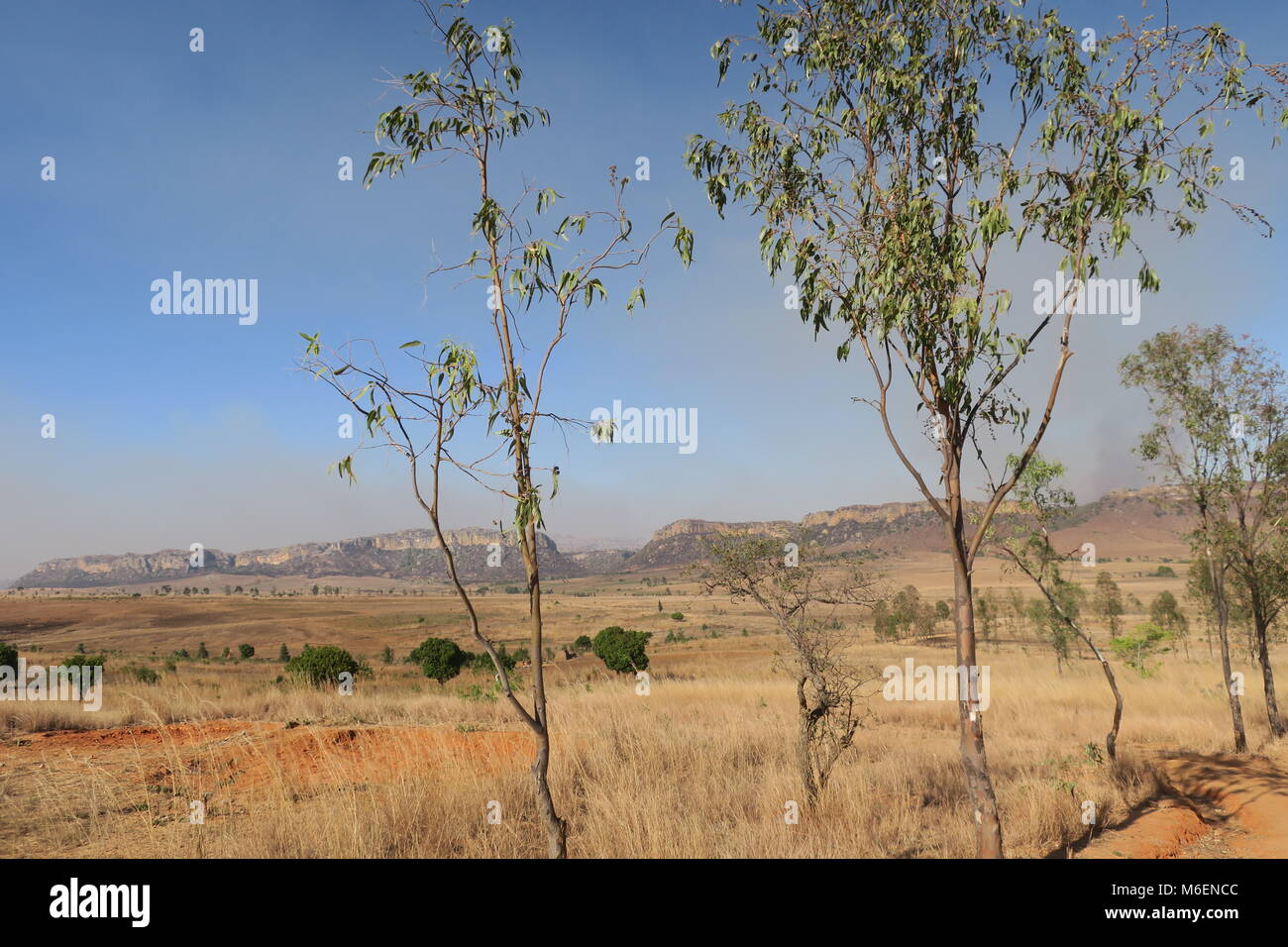 Colorful nature of Madagascar island Stock Photo - Alamy
