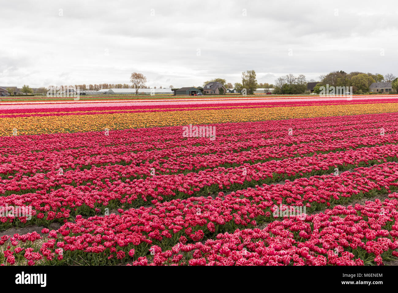 Tulip fields in the Bollenstreek, South Holland, Netherlands Stock ...