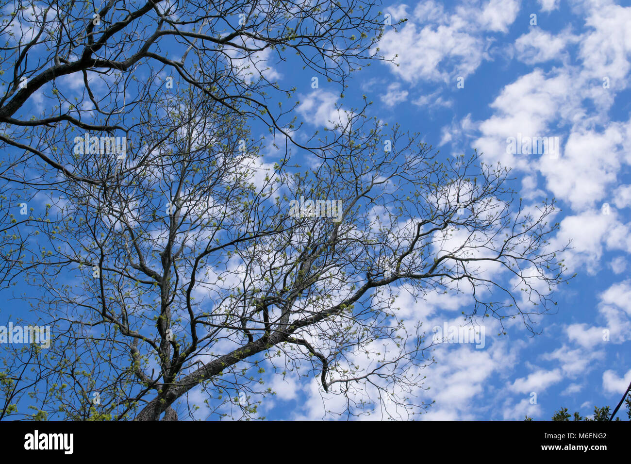 Tree branches reach for a big blue sky filled with summer white puffy ...