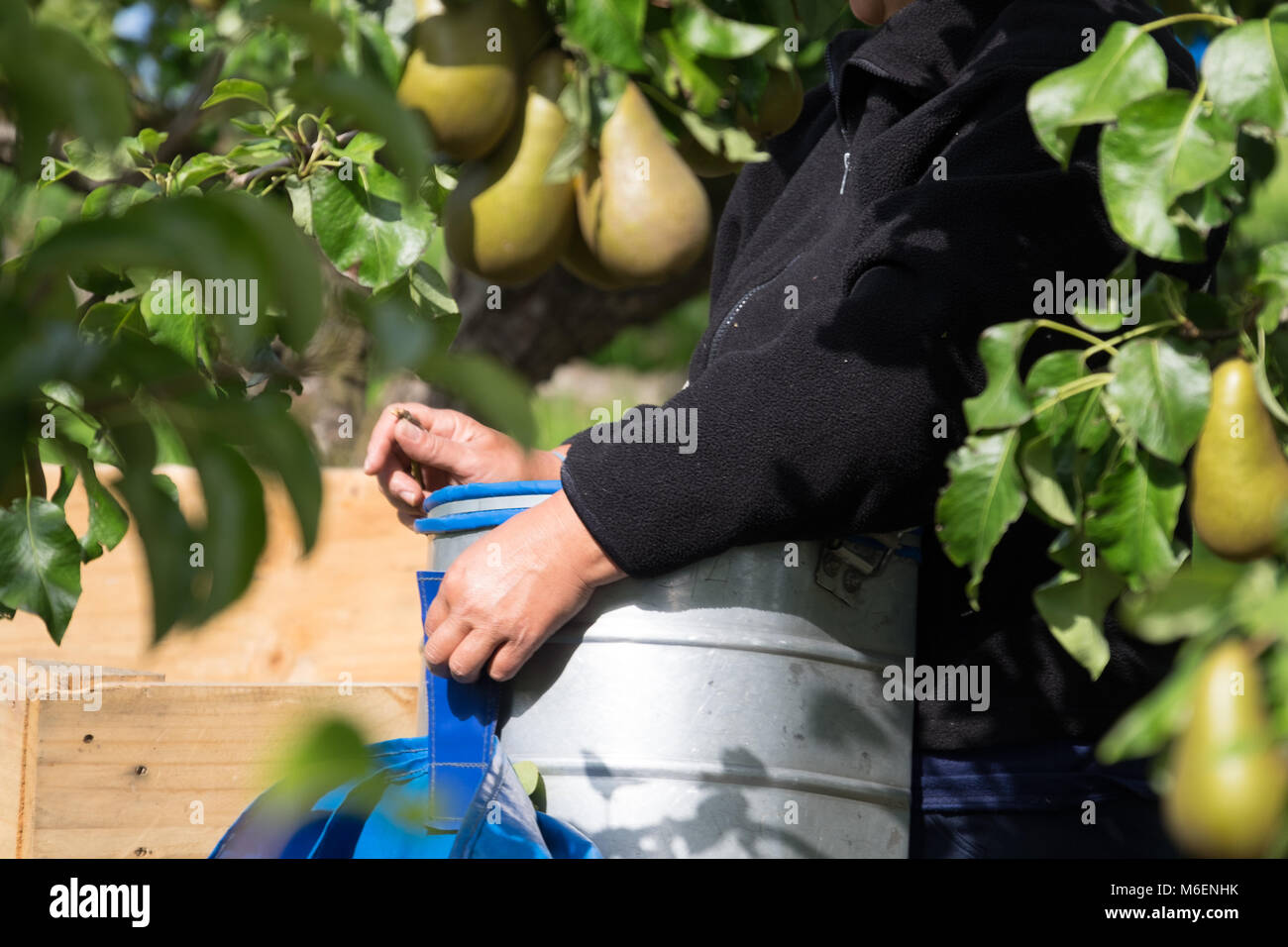 Harvesting pears in an orchard Stock Photo - Alamy