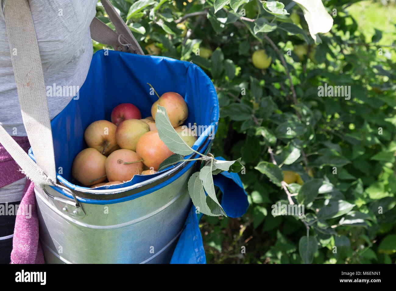 Buck full of fruit during apple picking harvest Stock Photo - Alamy