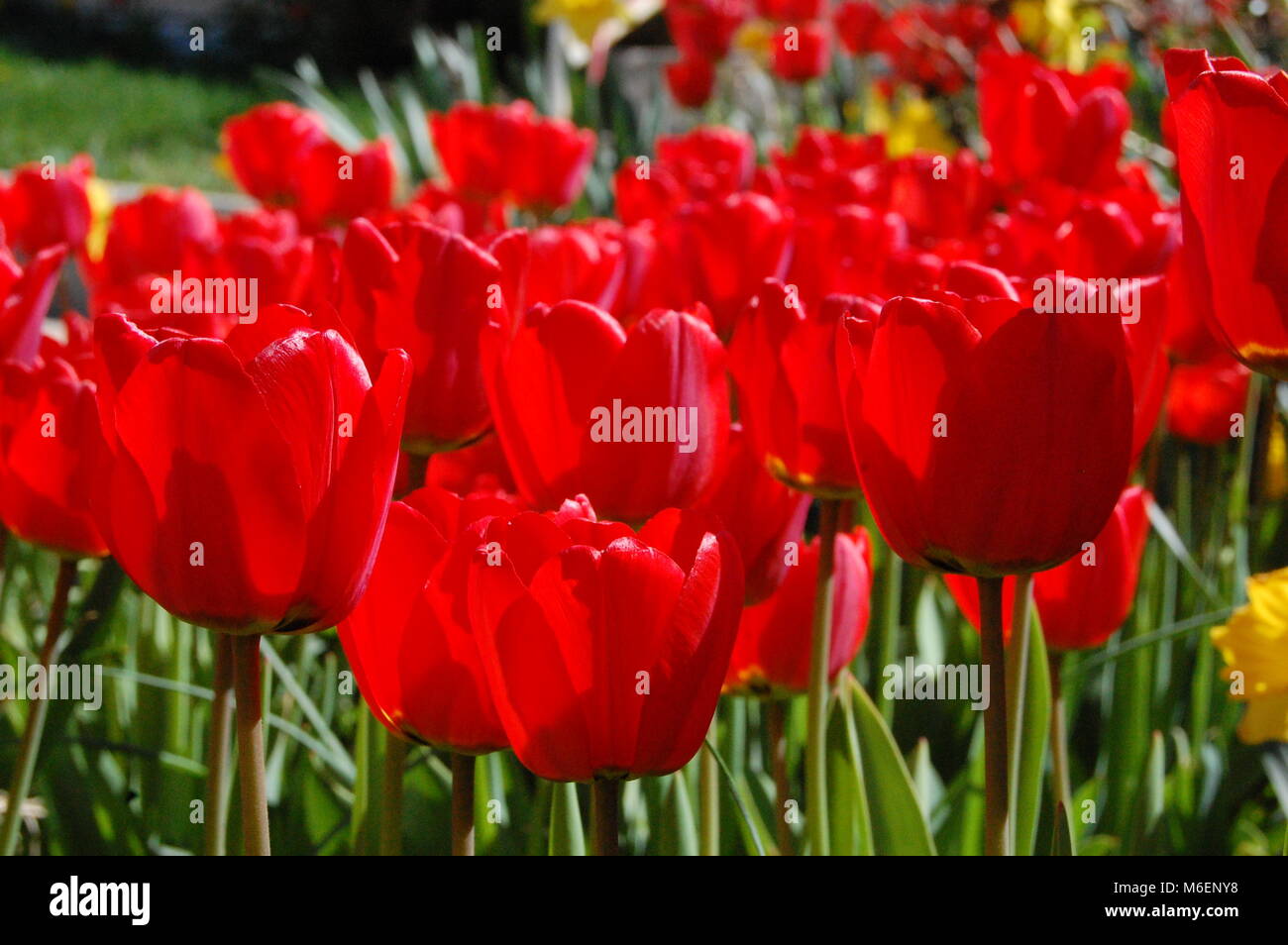 Tulilps hi-res stock photography and images - Alamy