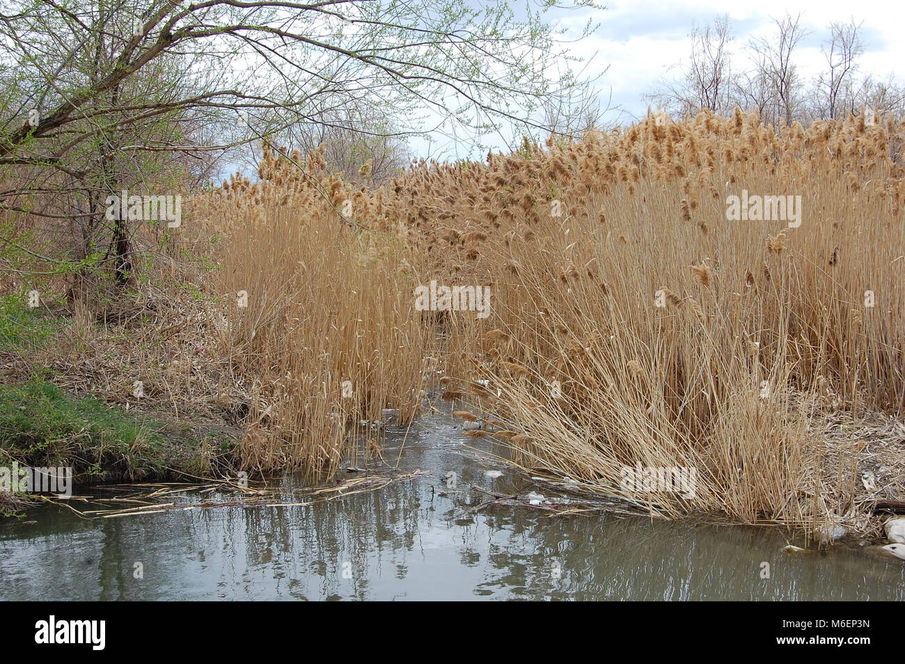 Wetlands with cattails and trees Stock Photo - Alamy