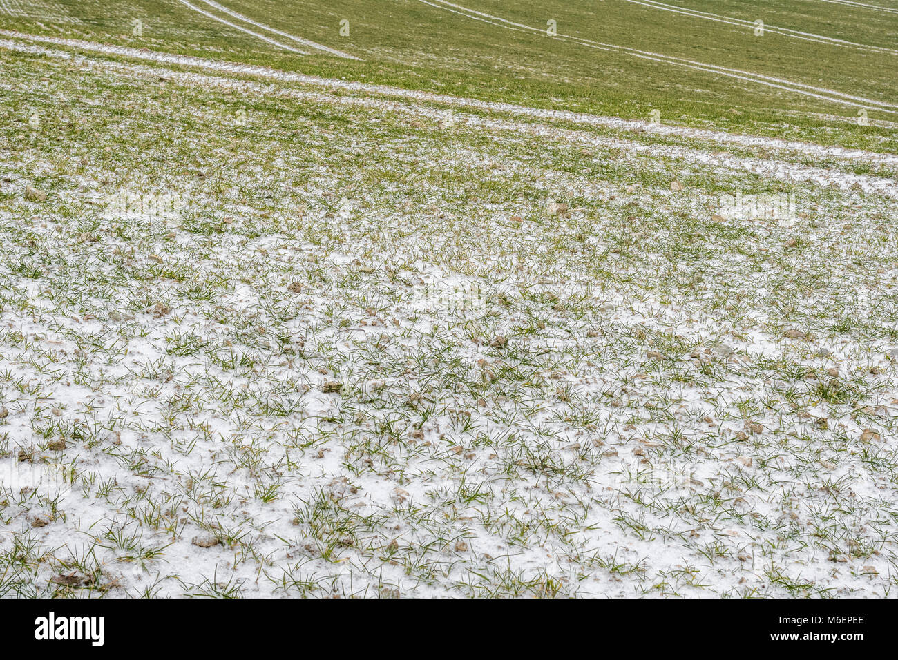 Snow covered winter wheat leaves during the 2018 Beast from the East ...