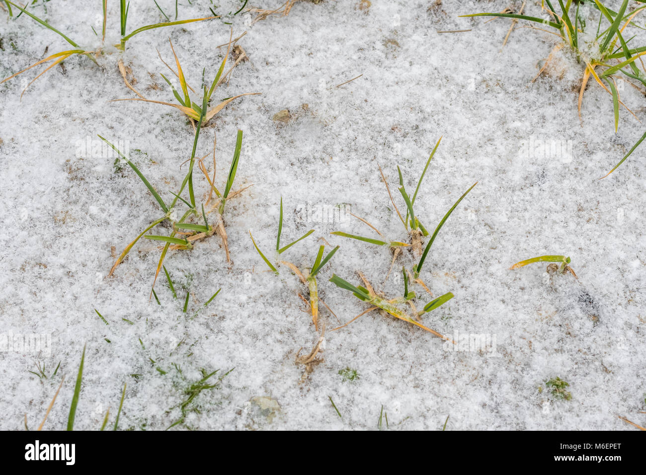 Snow covered winter wheat leaves during the 2018 Beast from the East ...