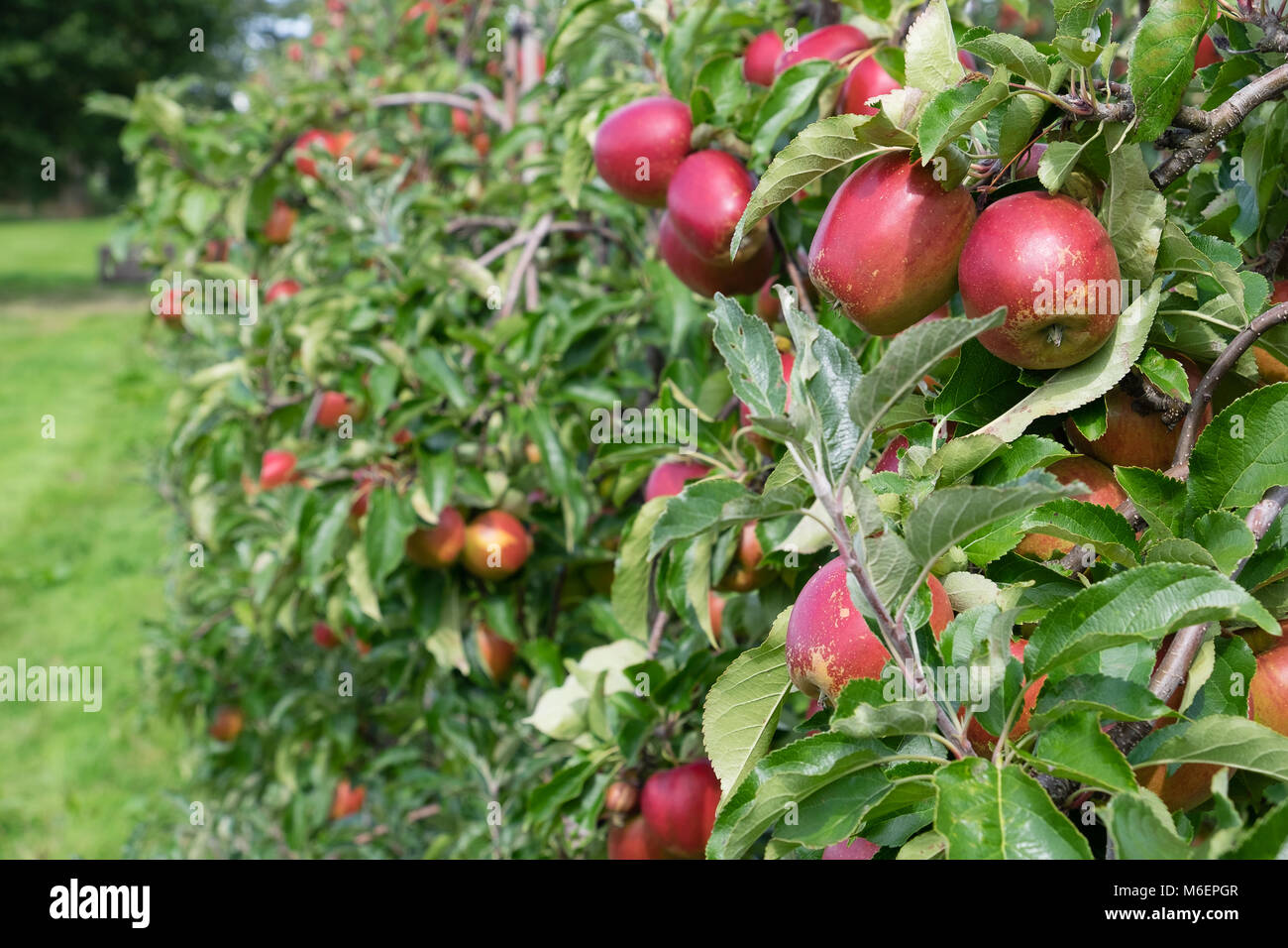 Red apple trees hi-res stock photography and images - Alamy